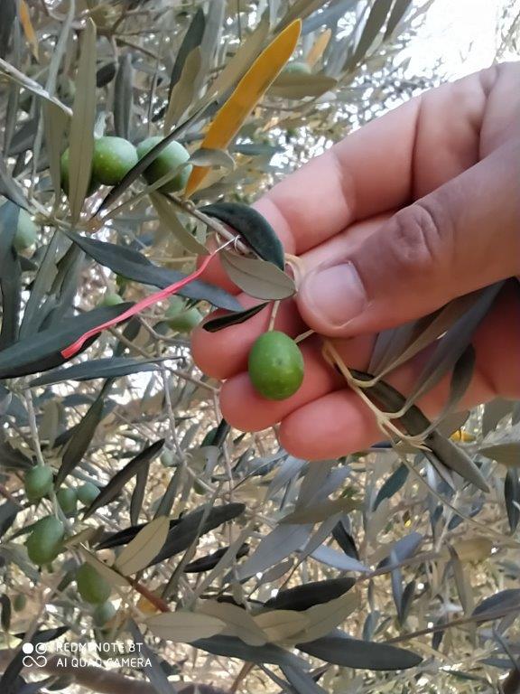 Društvo maslinara Bar